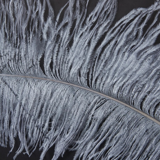 Grey Feather Shadow Box | Koala Living